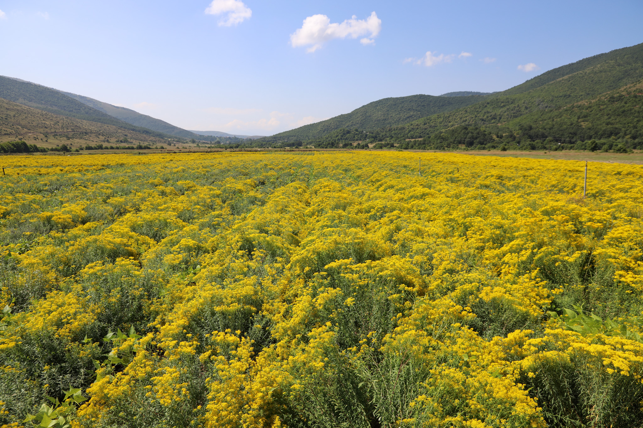 Metalplant - Farming Nickel with Hyperaccumulator Plants